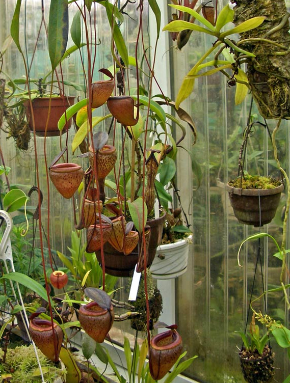 Nepenthes tenuis